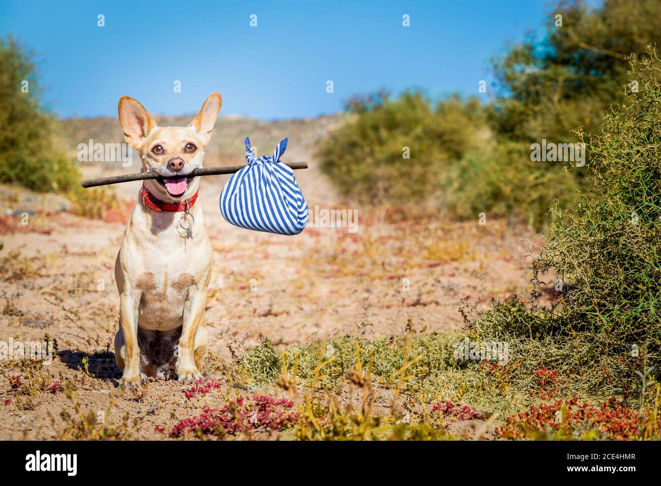 abandoned and lost dog Stock Photo - Alamy