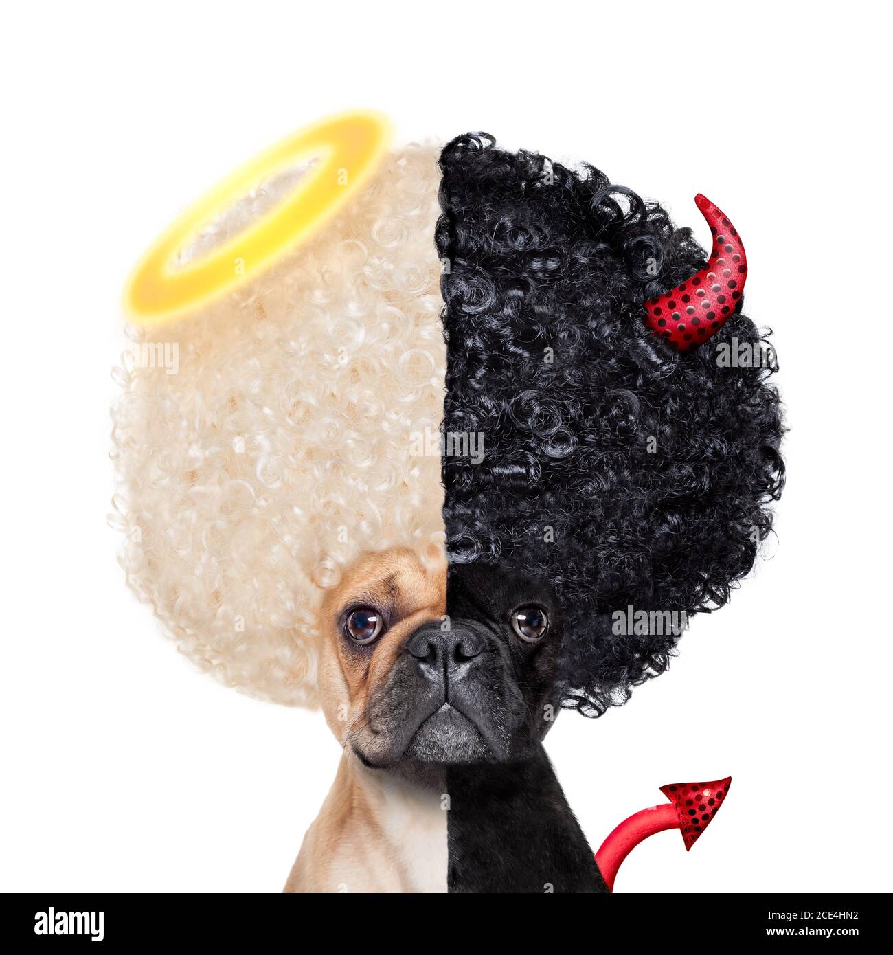 good and bad dogs Stock Photo - Alamy