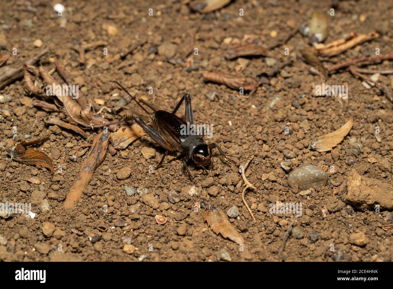Teleogryllus emma, Isehara City, Kanagawa Prefecture, Japan Stock Photo ...