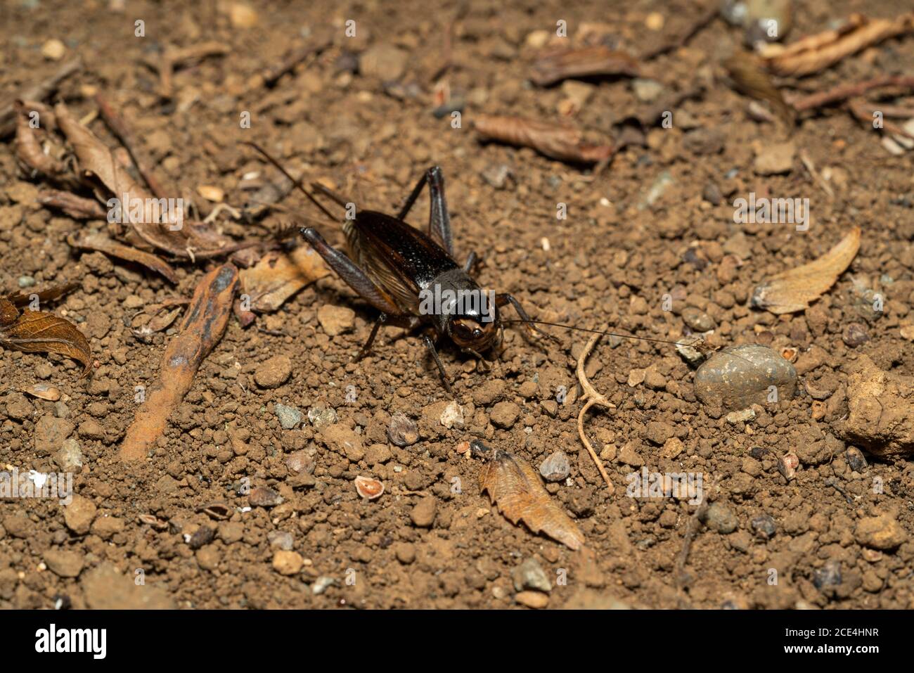 Teleogryllus emma hi-res stock photography and images - Alamy