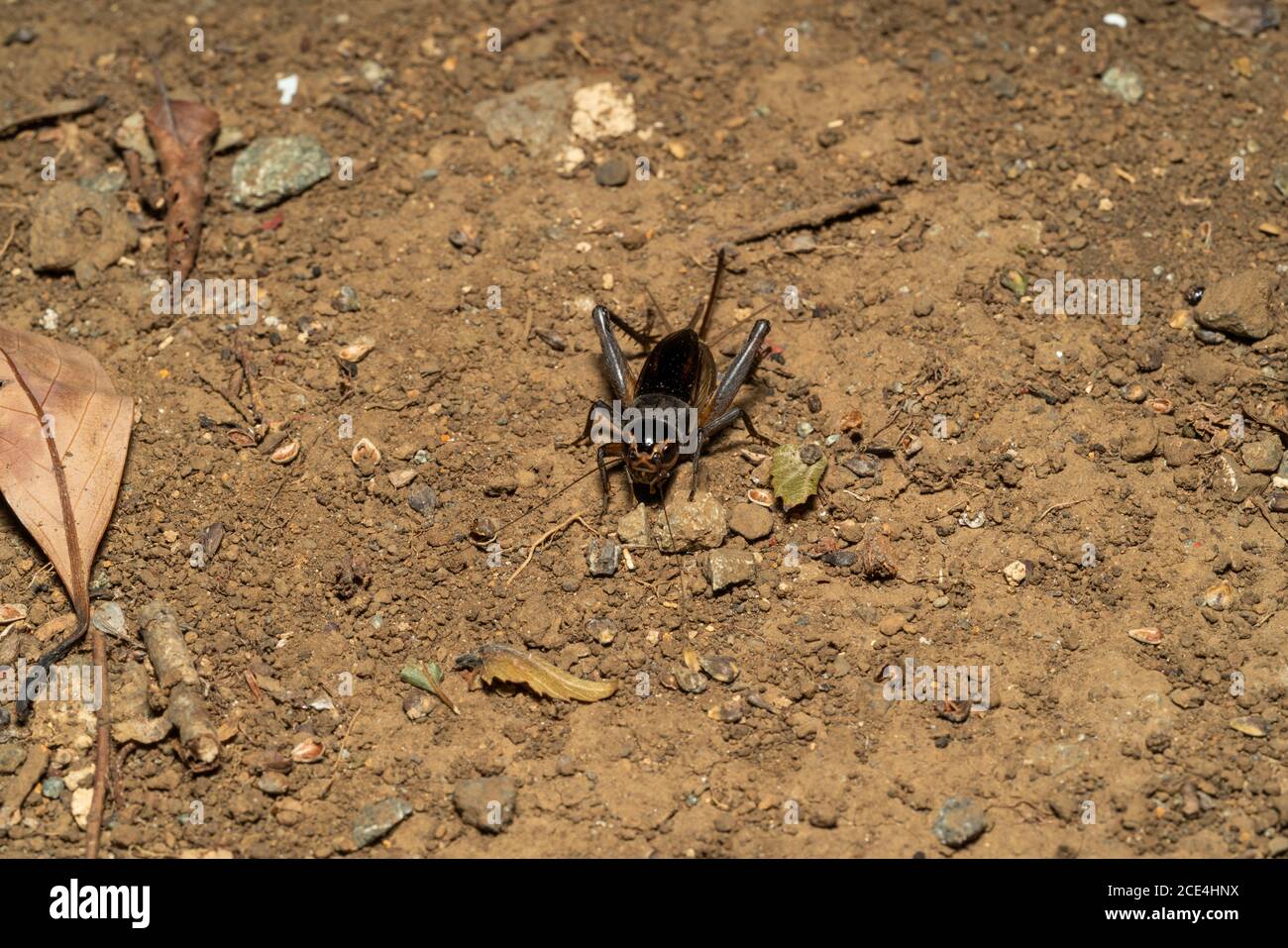 Teleogryllus hi-res stock photography and images - Alamy