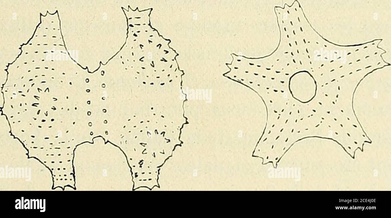 Staurastrum hi-res stock photography and images - Alamy