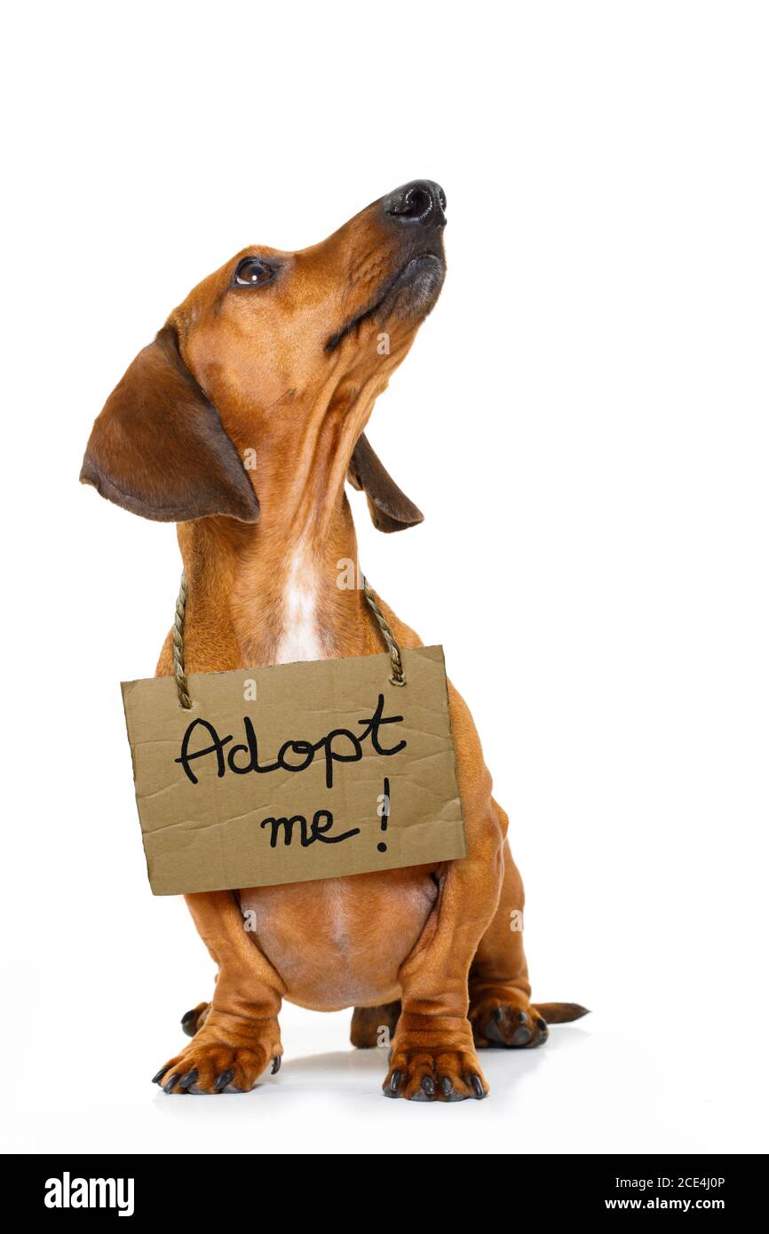 Adopt animal shelter Cut Out Stock Images & Pictures - Alamy