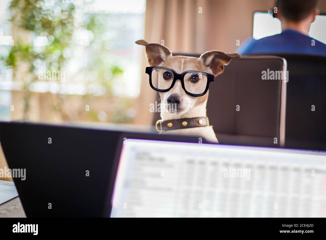 boss management dogs in office Stock Photo - Alamy