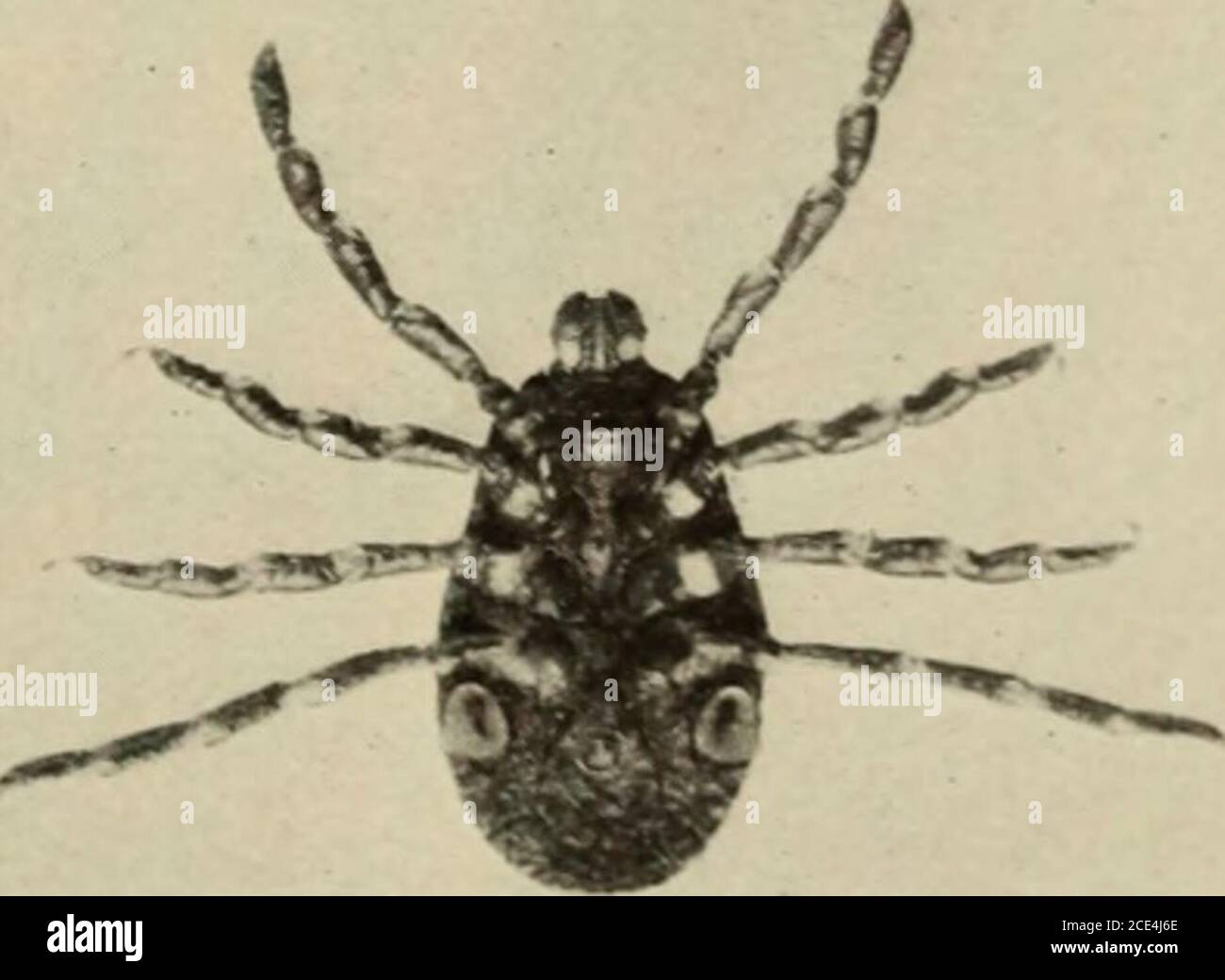 . The life history and bionomics of some North American ticks Stock ...