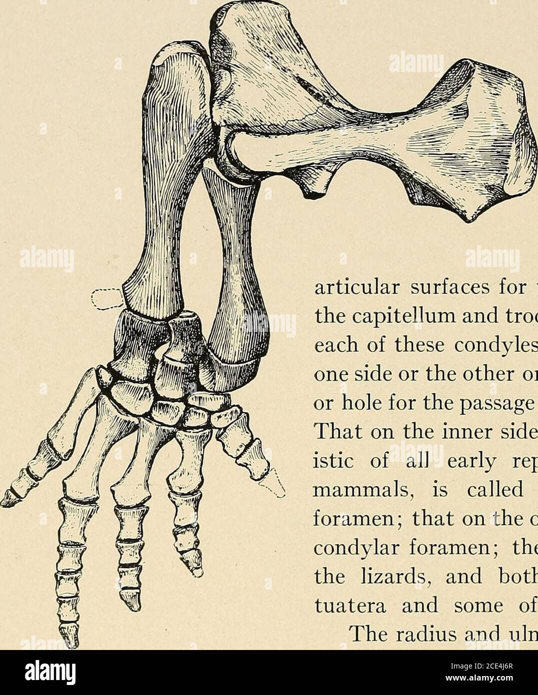 Condylar hi-res stock photography and images - Alamy