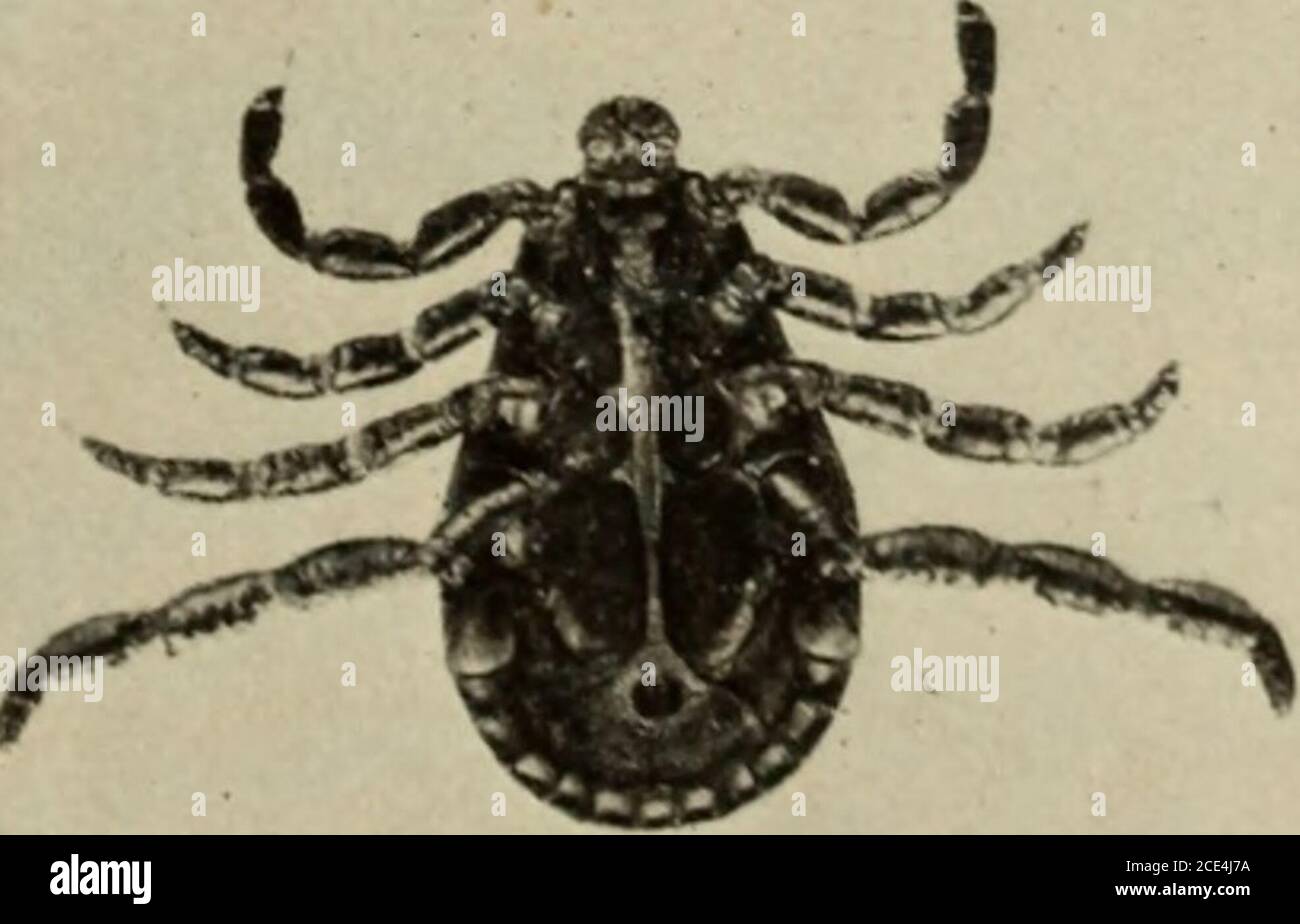 North american ticks hi-res stock photography and images - Alamy