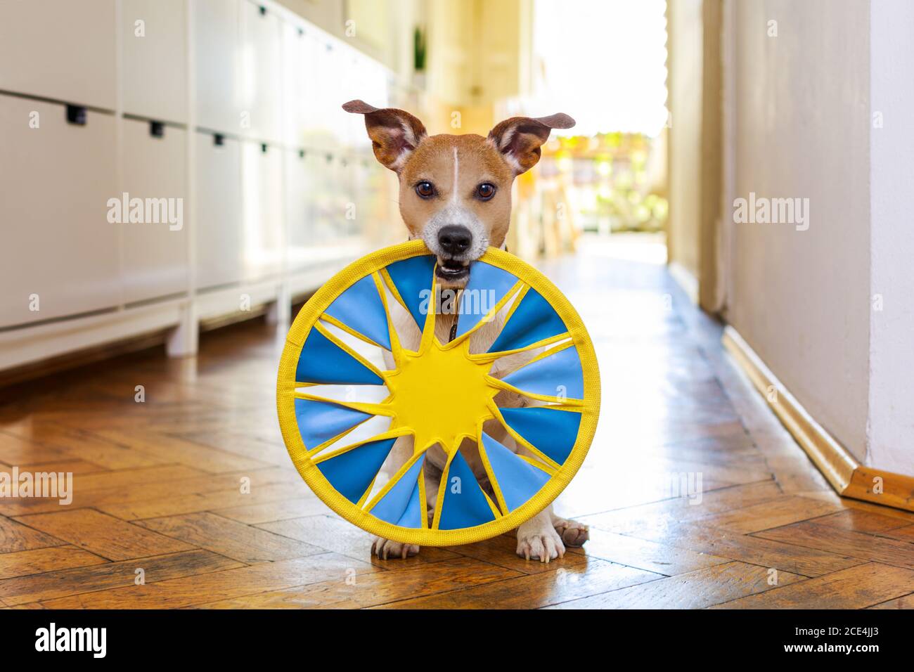dog disc and toy ready to play Stock Photo - Alamy