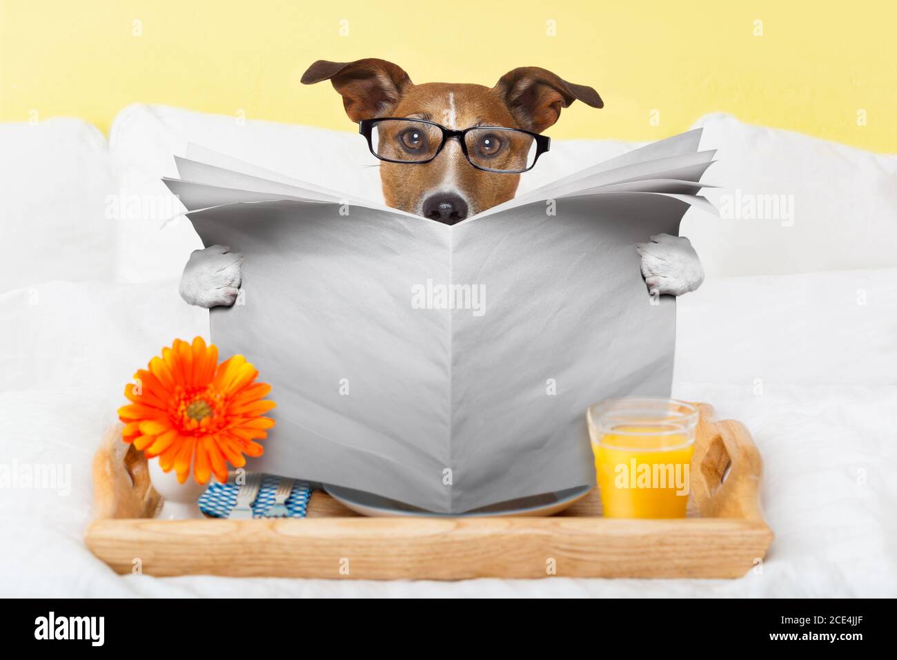 dog reading newspaper Stock Photo - Alamy