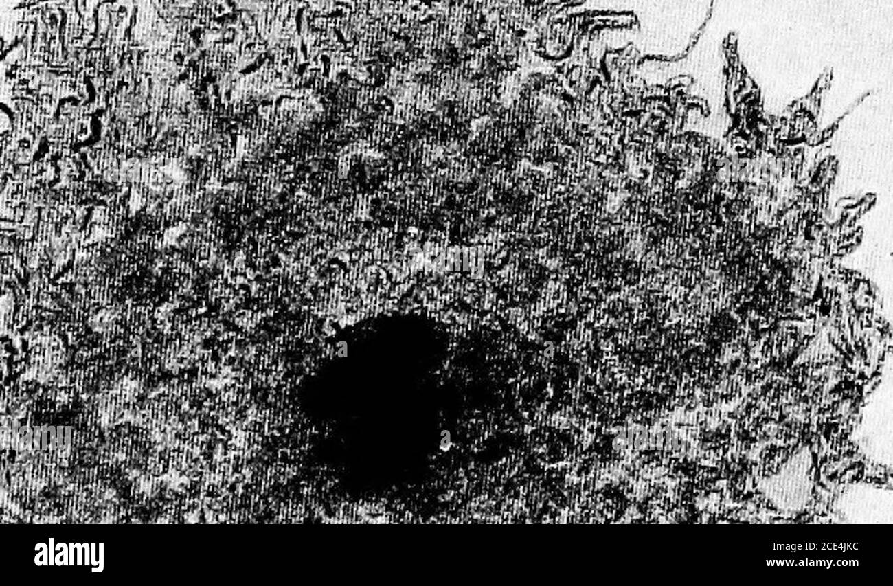 Acidbacteria hi-res stock photography and images - Alamy