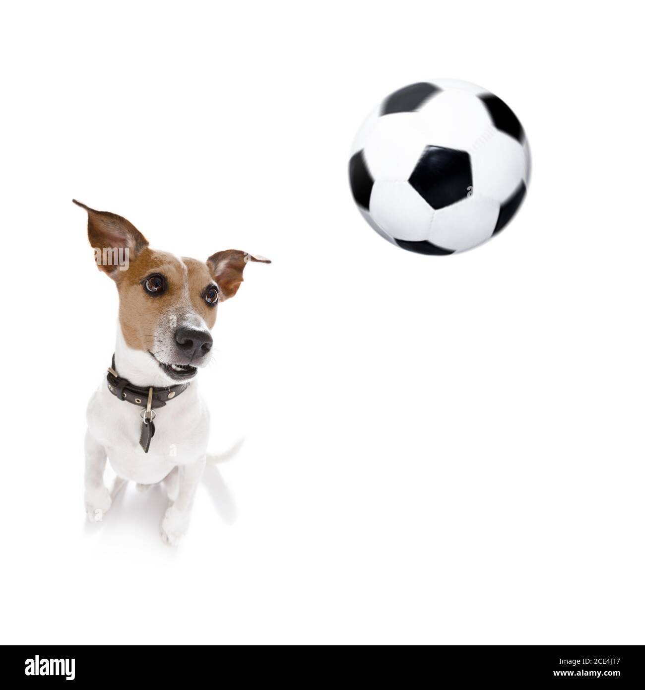 Soccer football poodle dog hi-res stock photography and images - Alamy