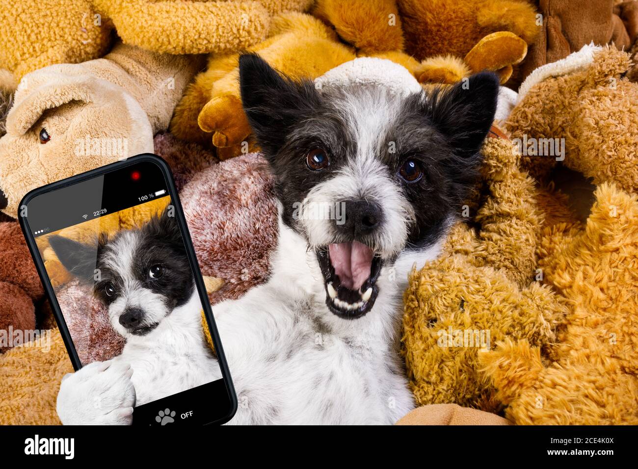 cozy dog in bed with teddy bears Stock Photo - Alamy
