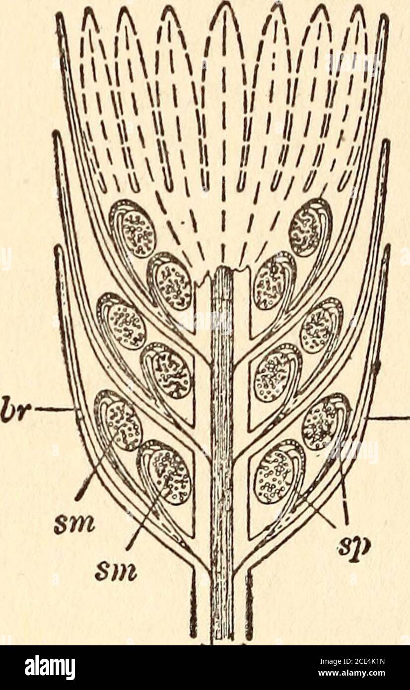 Sphenophyllum hi-res stock photography and images - Alamy