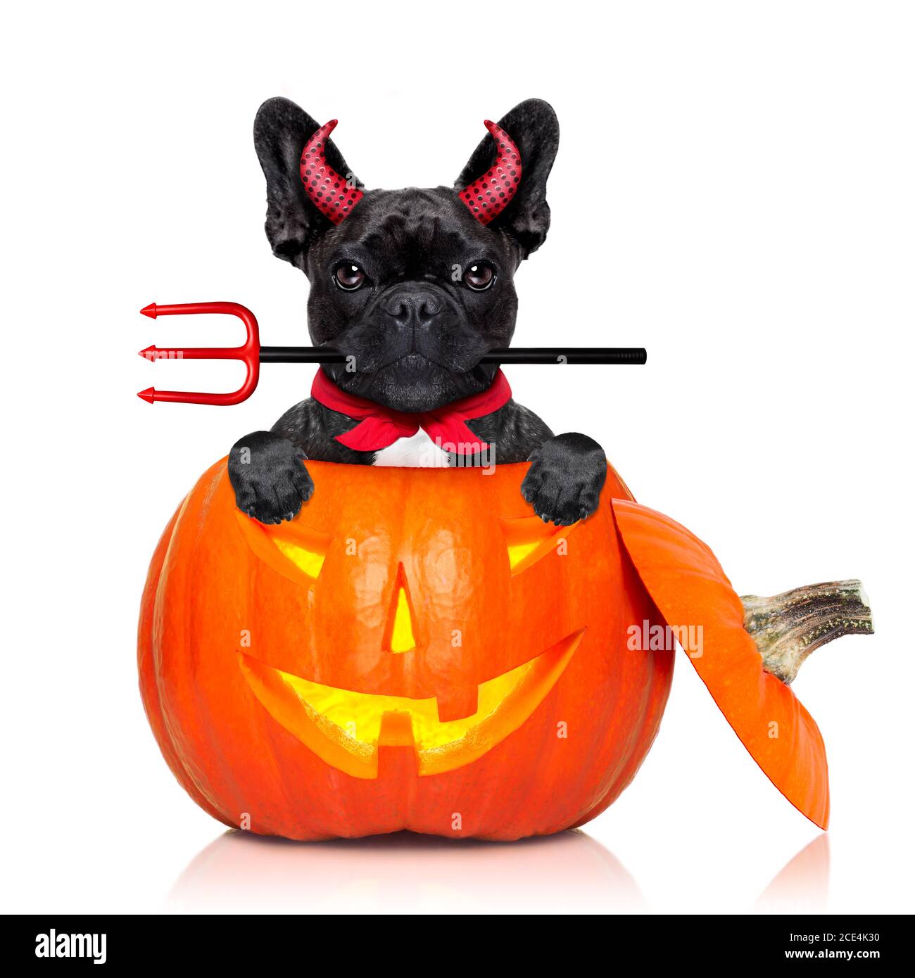 Dog pumpkin Cut Out Stock Images & Pictures - Alamy