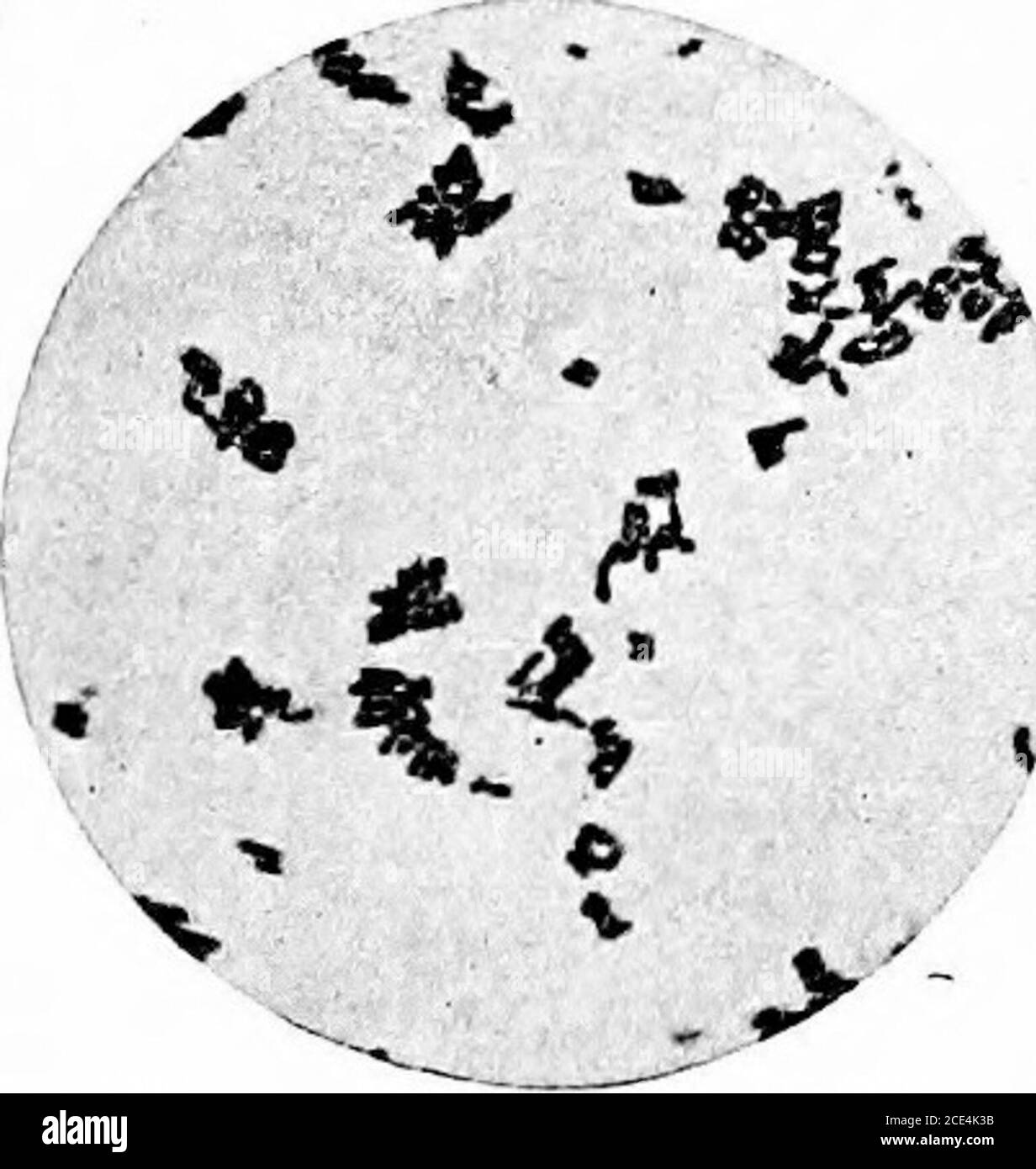 . Pathogenic microörganisms; a practical manual for students ...
