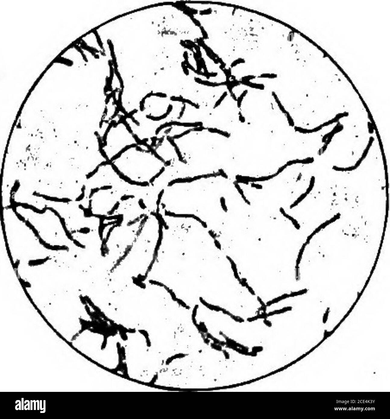 . Pathogenic microörganisms; a practical manual for students ...