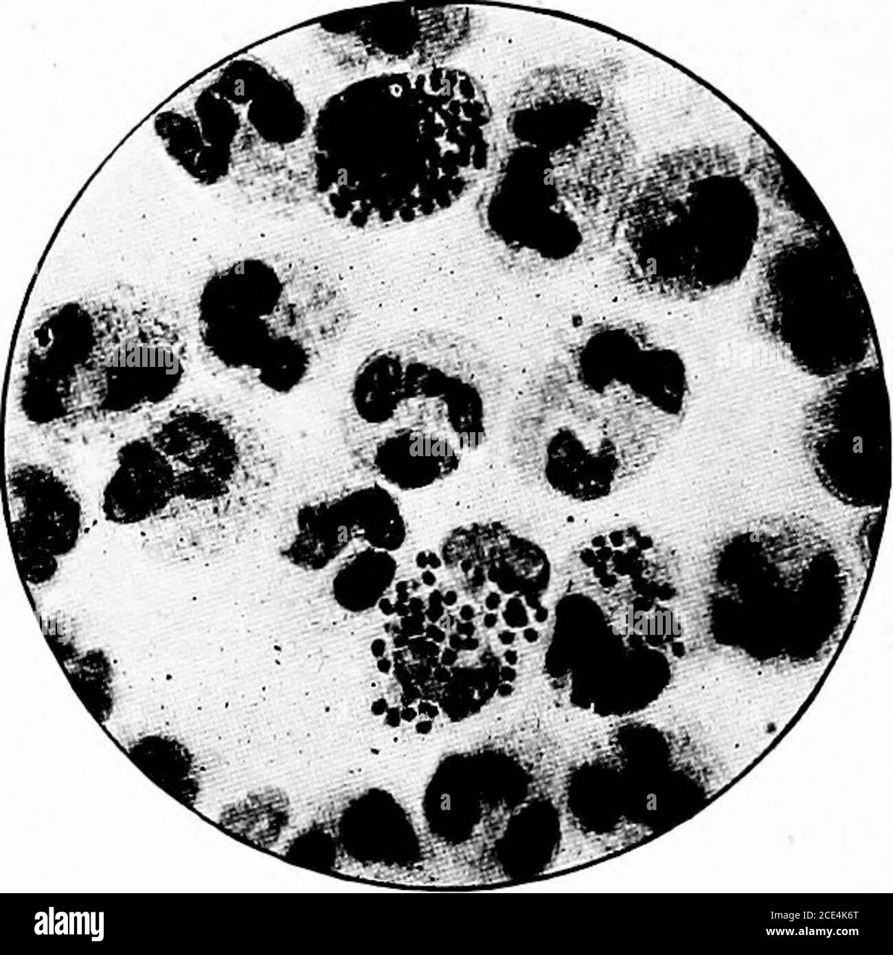Stained cell culture Black and White Stock Photos & Images - Alamy