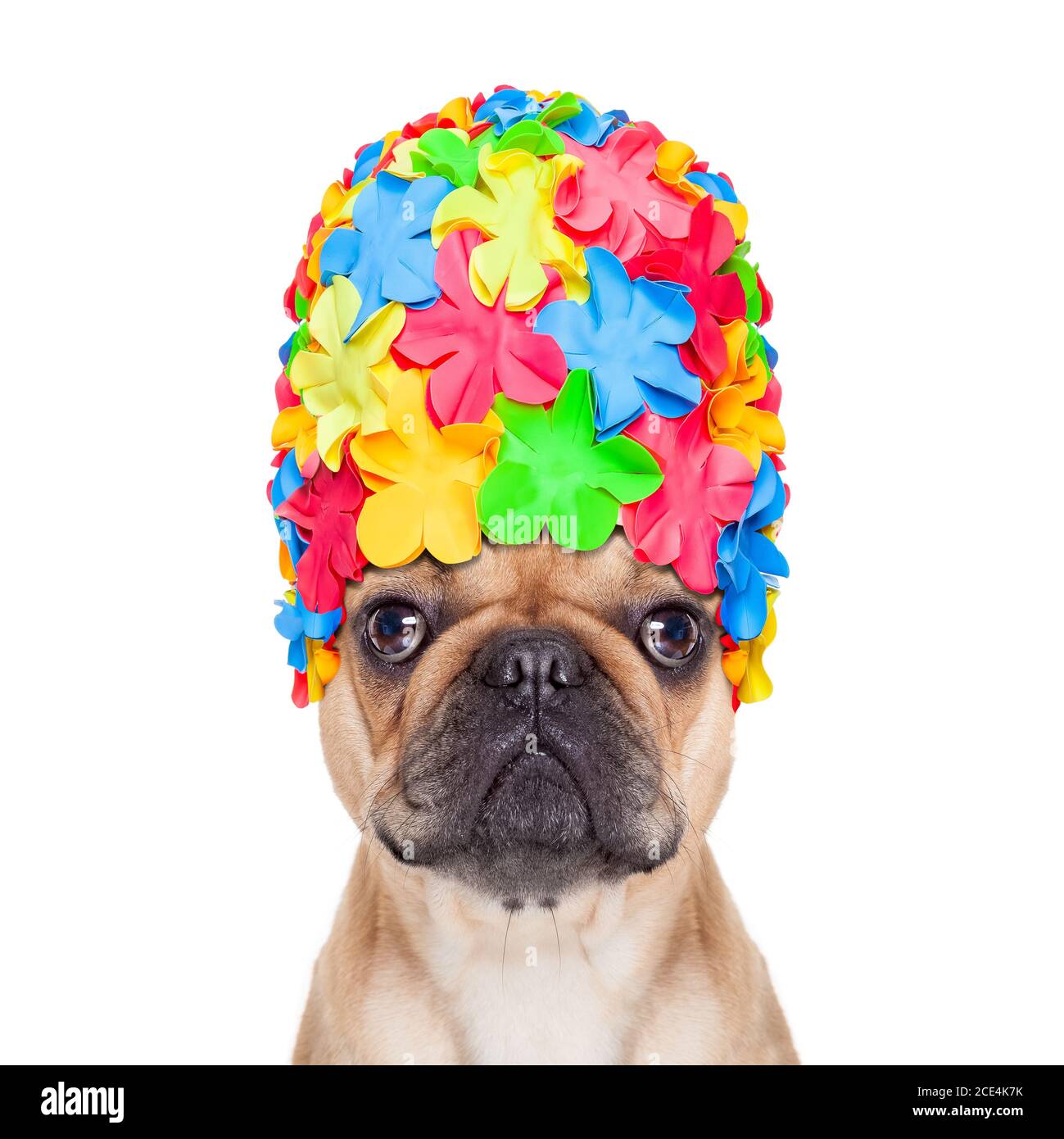 swimming cap dog Stock Photo - Alamy