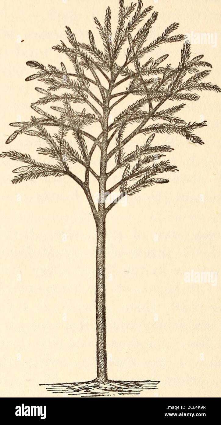 Lycopods hi-res stock photography and images - Alamy