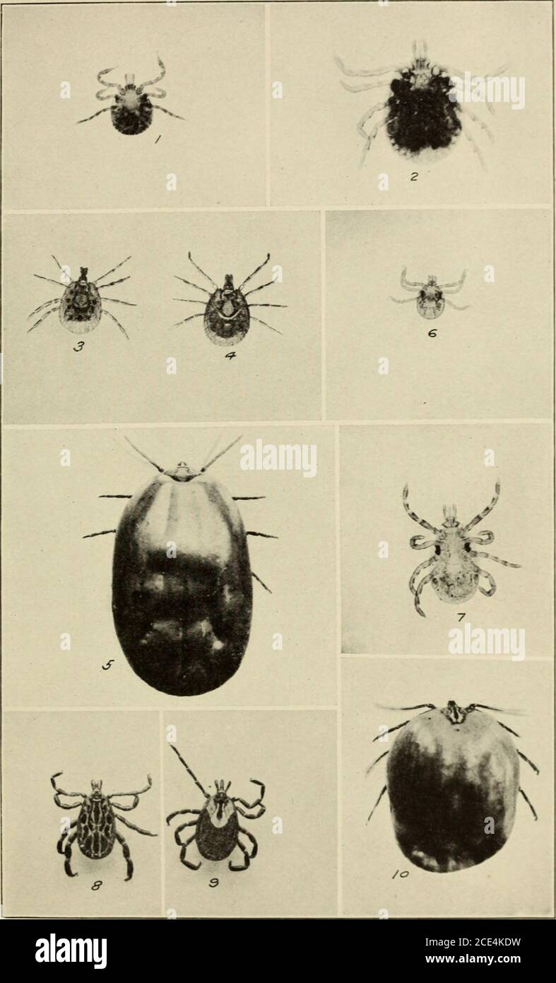 Ticks at a tortoise hi-res stock photography and images - Alamy