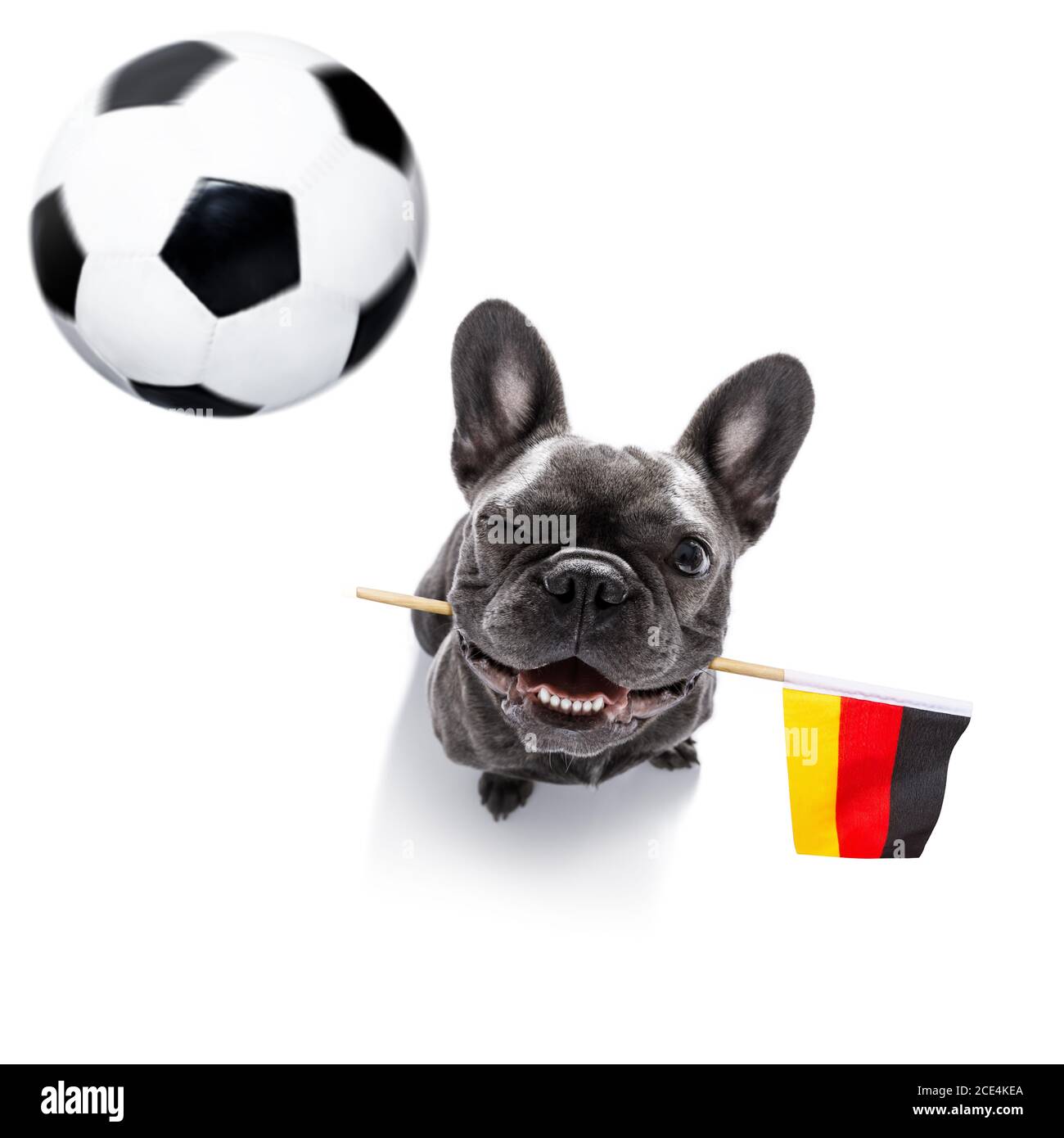 soccer football dog Stock Photo - Alamy