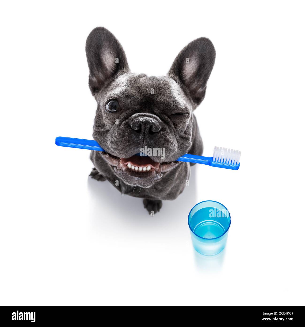 Veterinary dental tools hi-res stock photography and images - Alamy