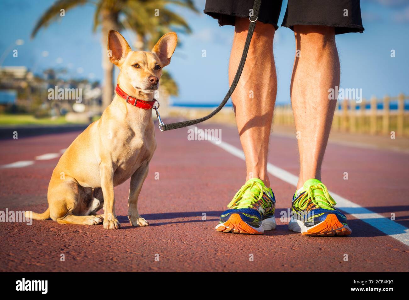 Dog and owner walking Stock Photo - Alamy