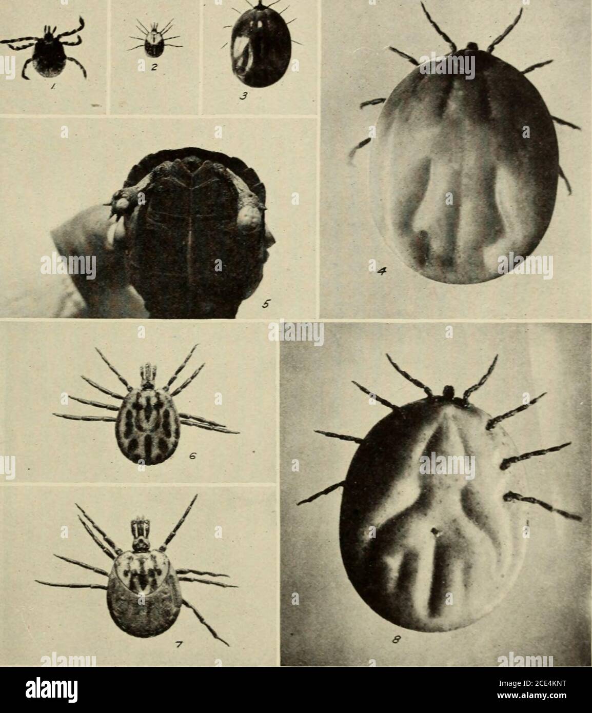 Tick nymphs hi-res stock photography and images - Alamy