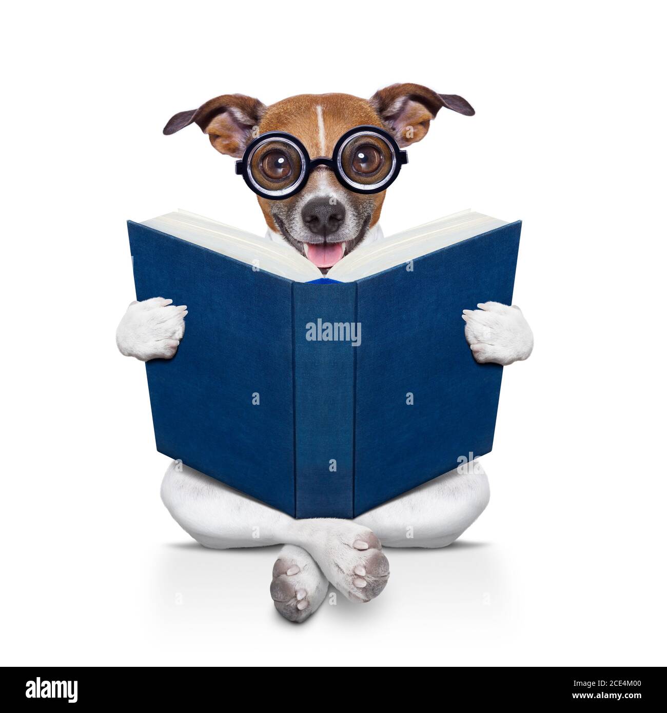 dog reading a book Stock Photo - Alamy