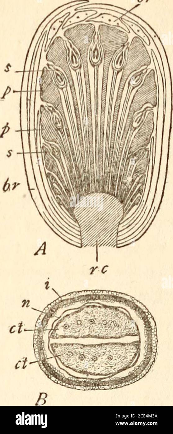 Structure of the flower perianth hi-res stock photography and images ...