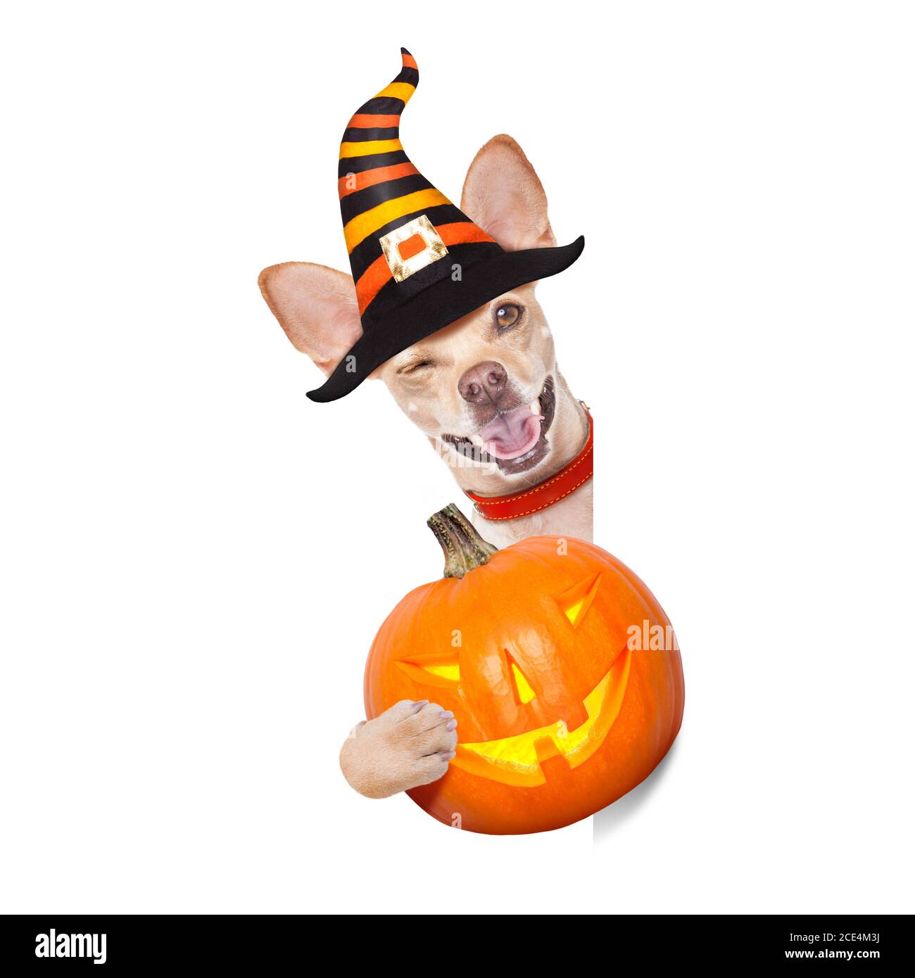 Halloween poodle Cut Out Stock Images & Pictures - Alamy