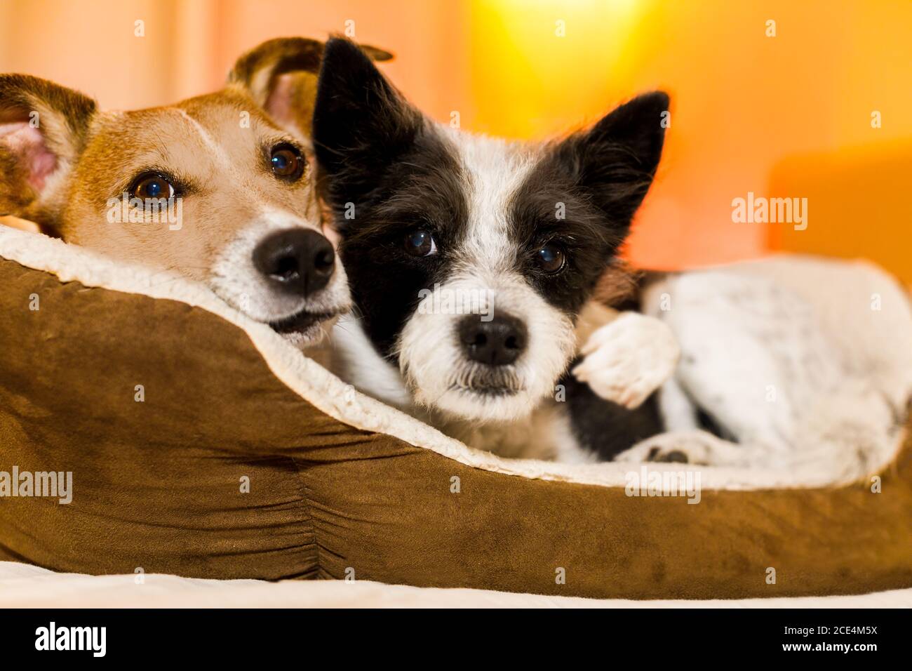 dogs in love Stock Photo - Alamy