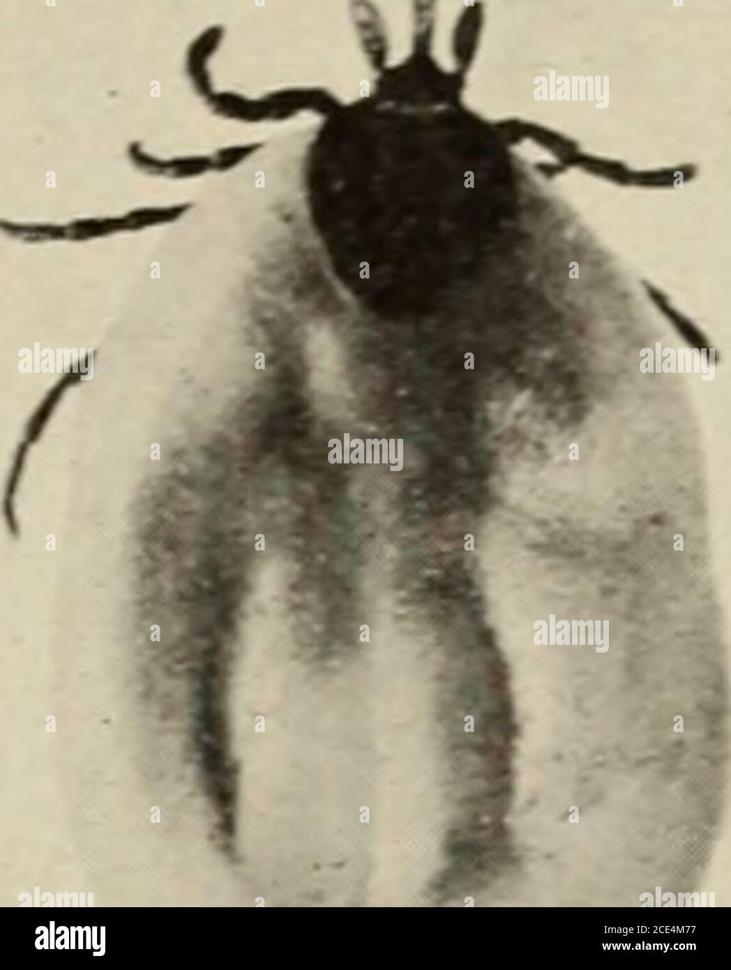 . The life history and bionomics of some North American ticks . •r ...