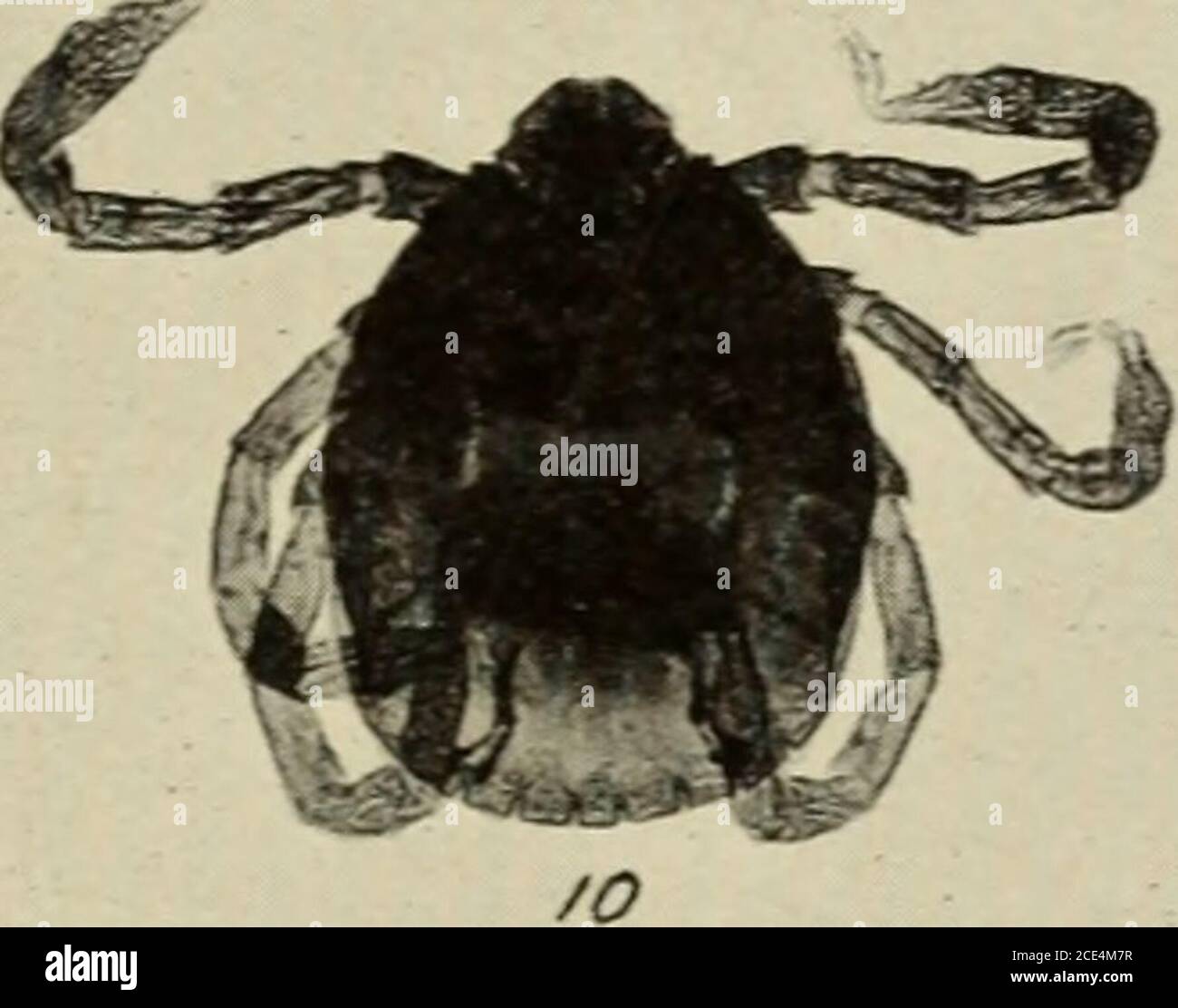 . The life history and bionomics of some North American ticks . * Stock ...