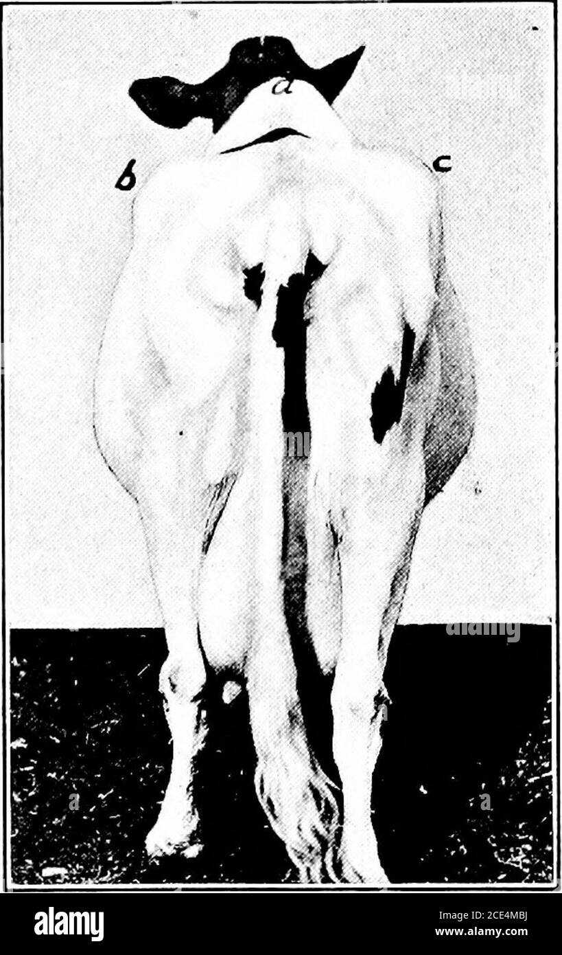 . Productive agriculture . ne-half times the capacity that a cow ...