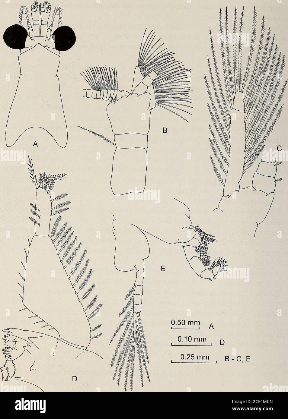 . Annals of the South African Museum = Annale van die Suid-Afrikaanse ...