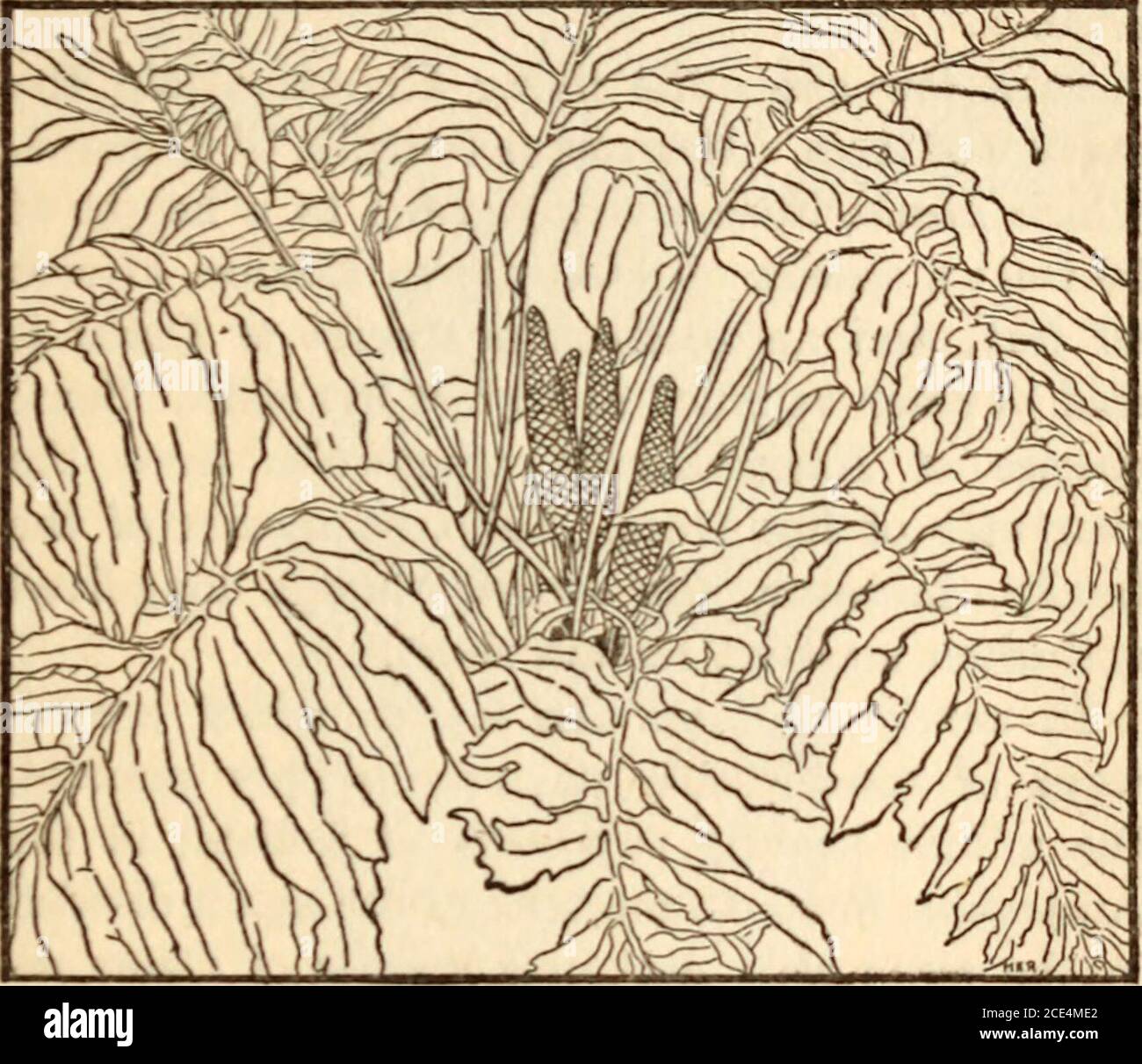 . Evolution of plants . Mesozoicvegetation. As it is this class of ...