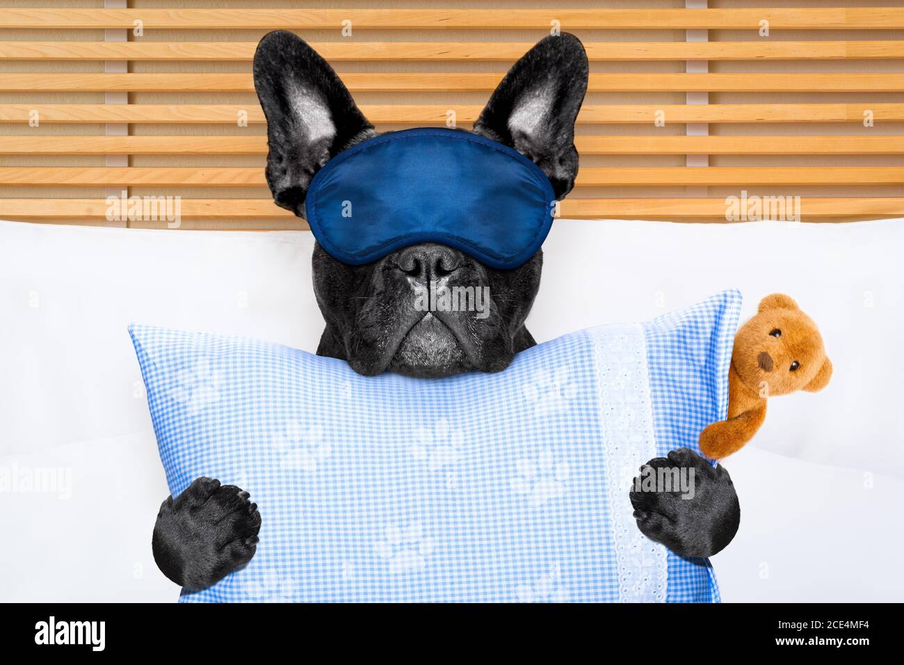 dog sleeping in bed Stock Photo - Alamy