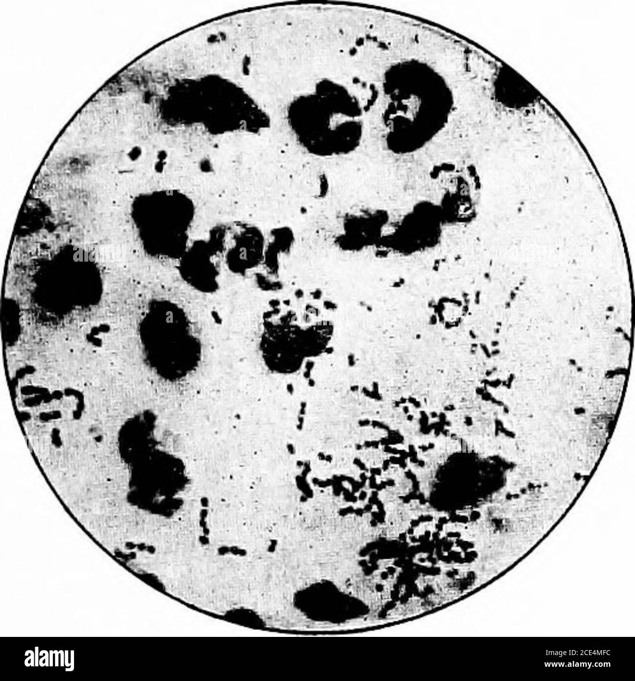 Polynuclear cells Black and White Stock Photos & Images - Alamy