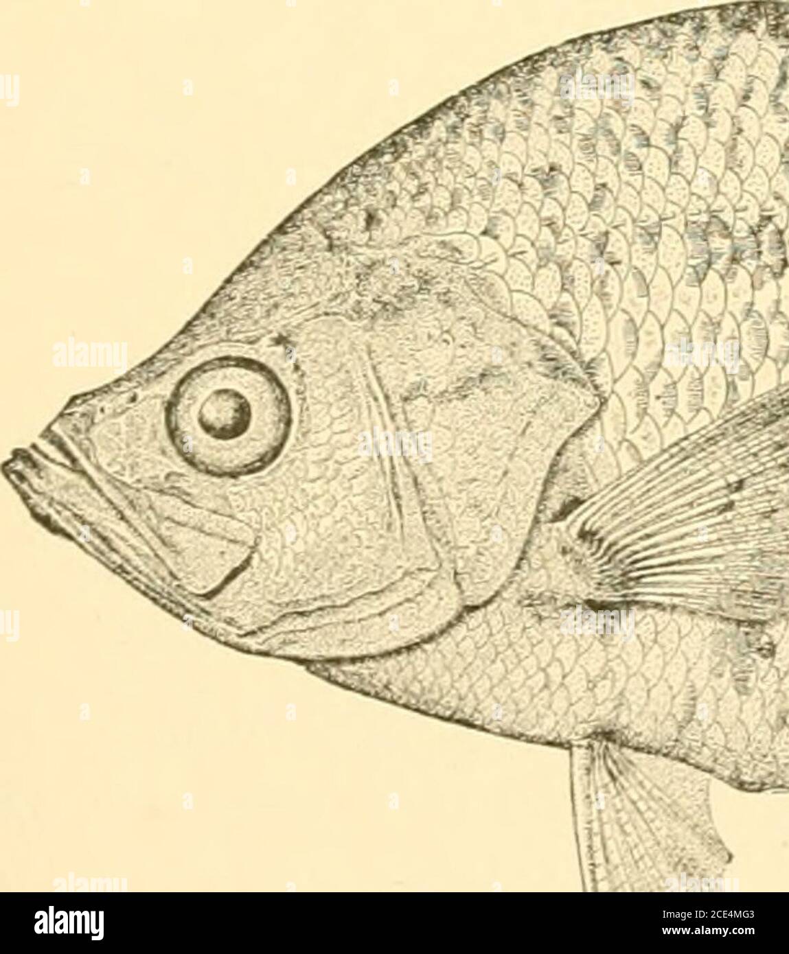 Calico bass hi-res stock photography and images - Alamy