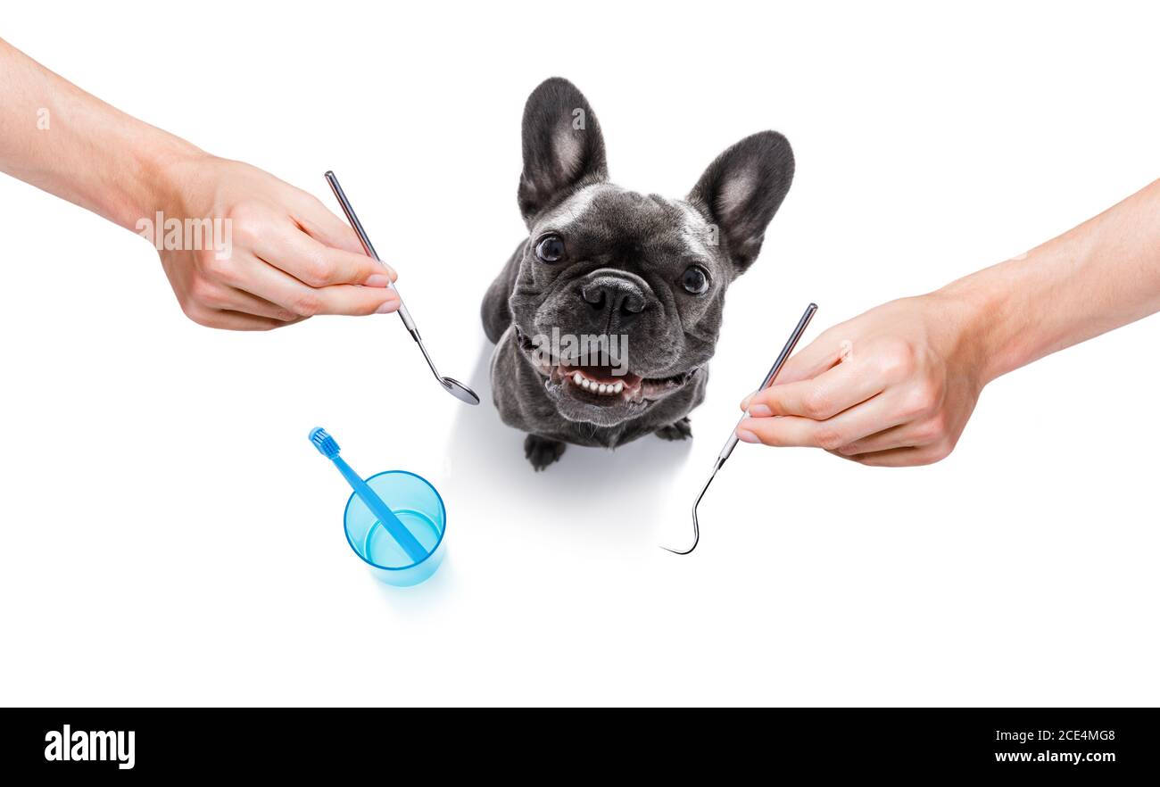 Veterinary dental tools hi-res stock photography and images - Alamy