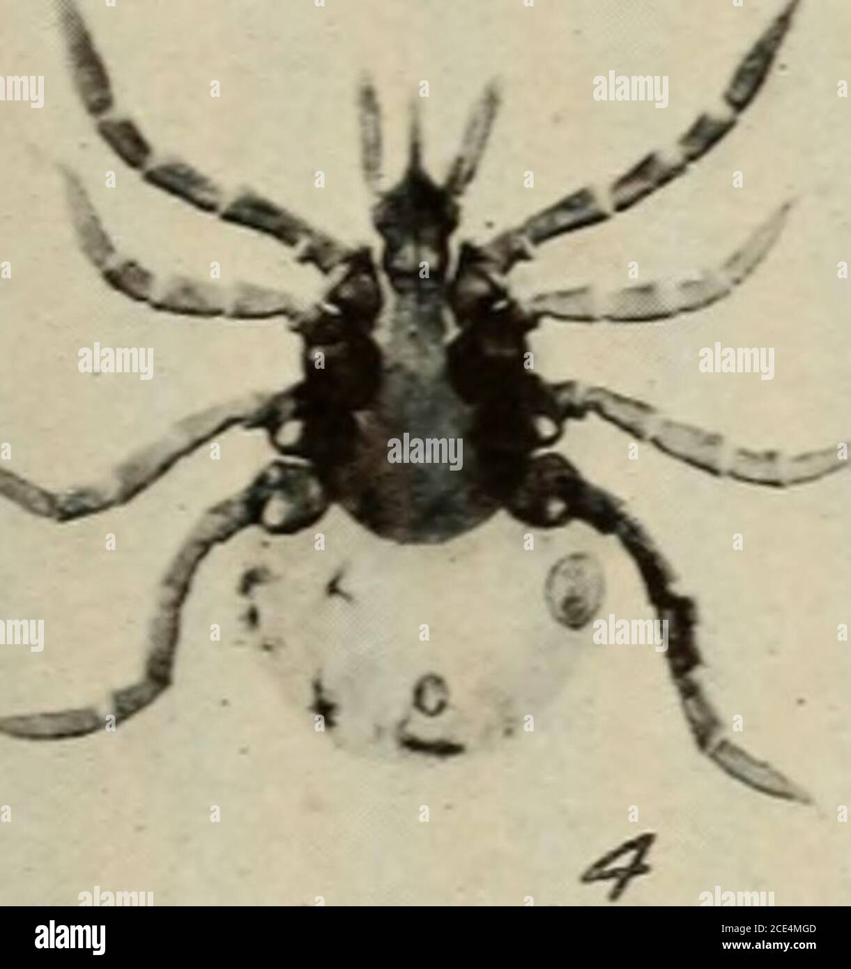 . The life history and bionomics of some North American ticks Stock ...