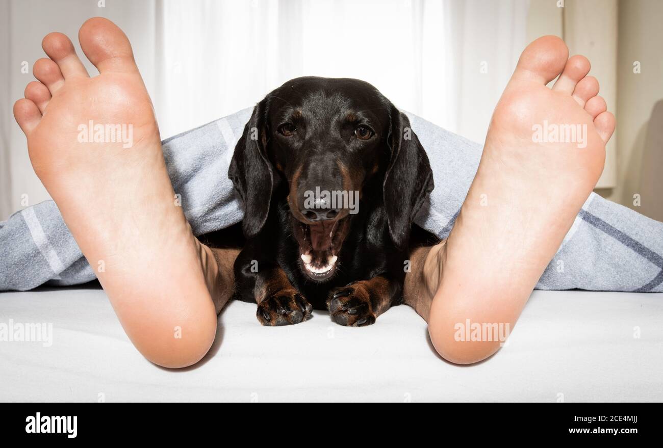 Man sleeping in dog bed hi-res stock photography and images - Alamy