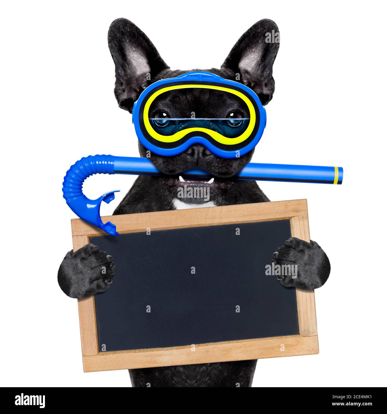 scuba diving dog Stock Photo - Alamy