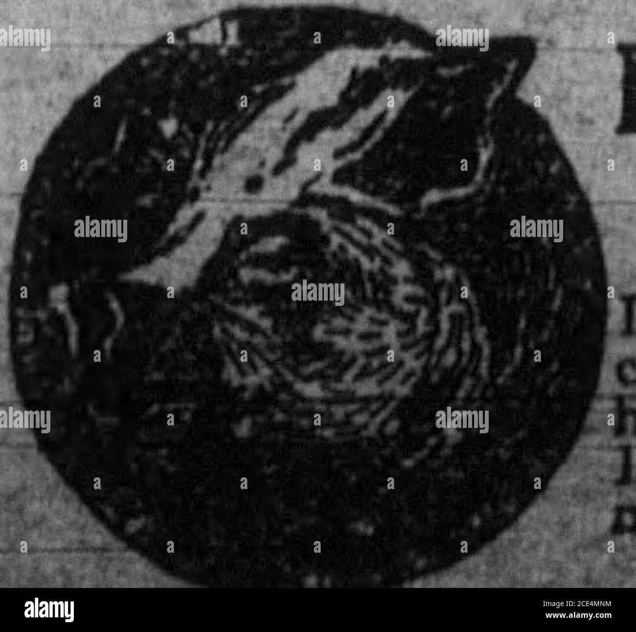 Syrup peaches Black and White Stock Photos & Images - Alamy