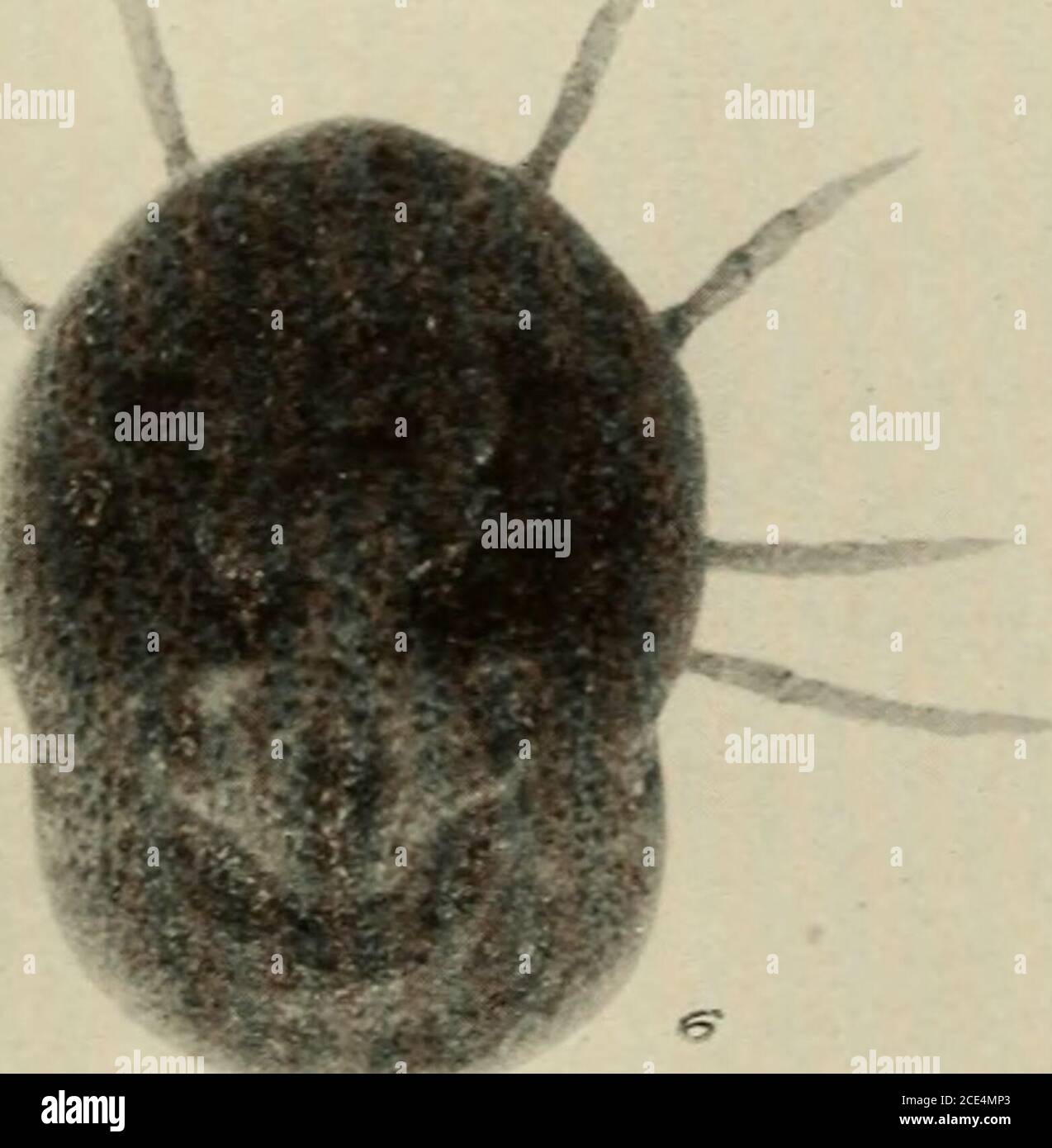 . The life history and bionomics of some North American ticks Stock ...