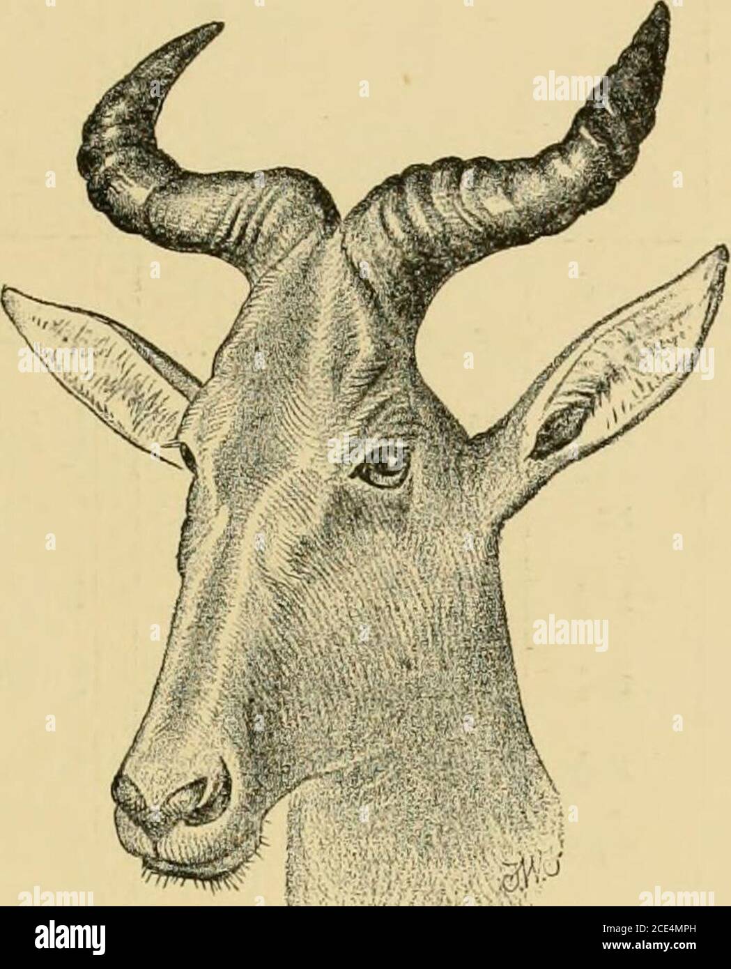 Lort phillips hi-res stock photography and images - Alamy