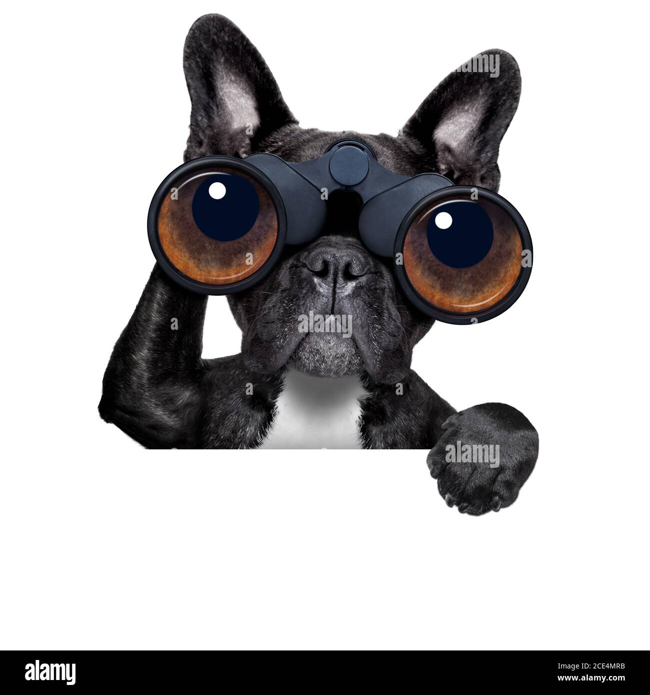 dog looking through binoculars Stock Photo - Alamy