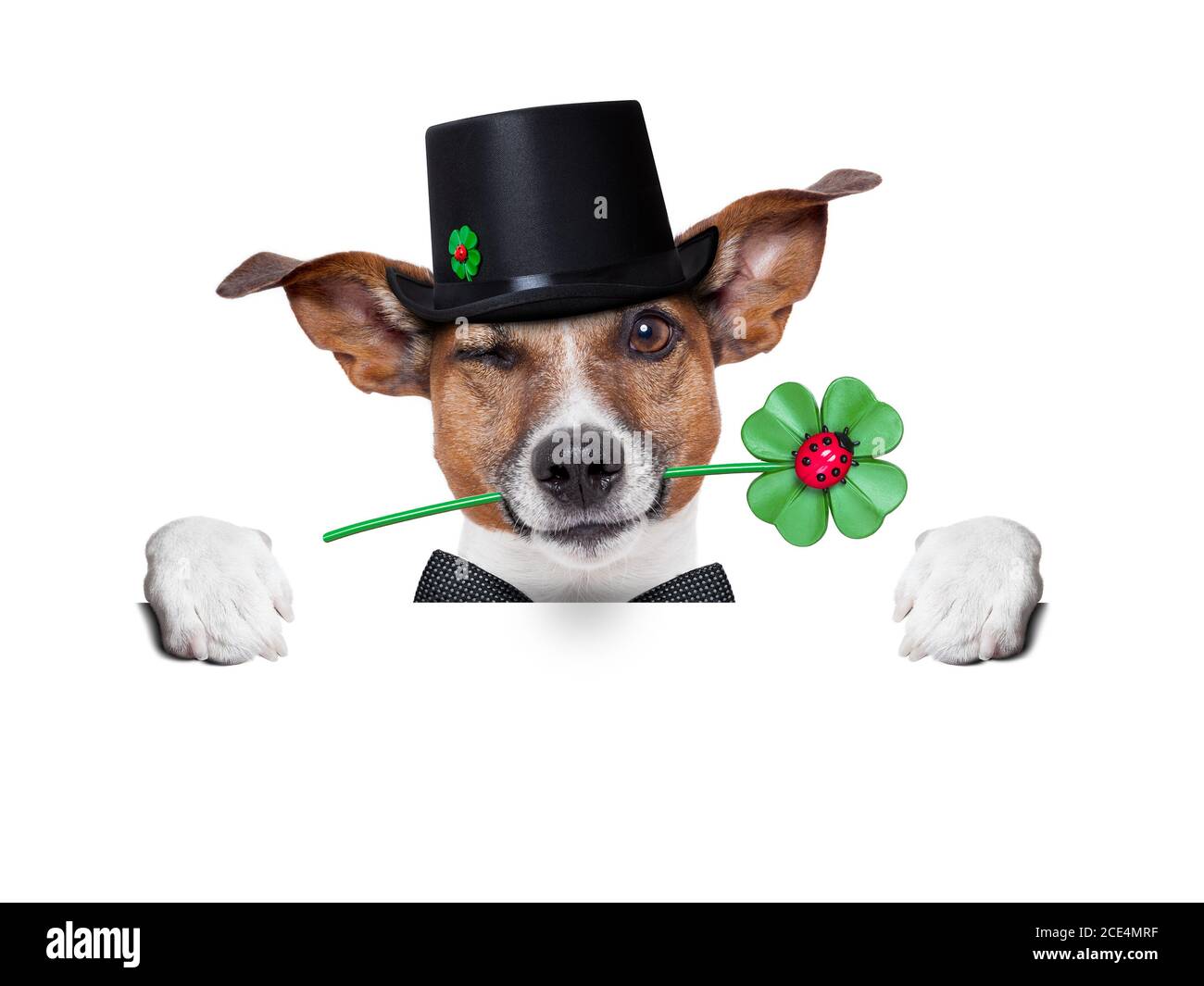 Lucky the dog hi-res stock photography and images - Alamy