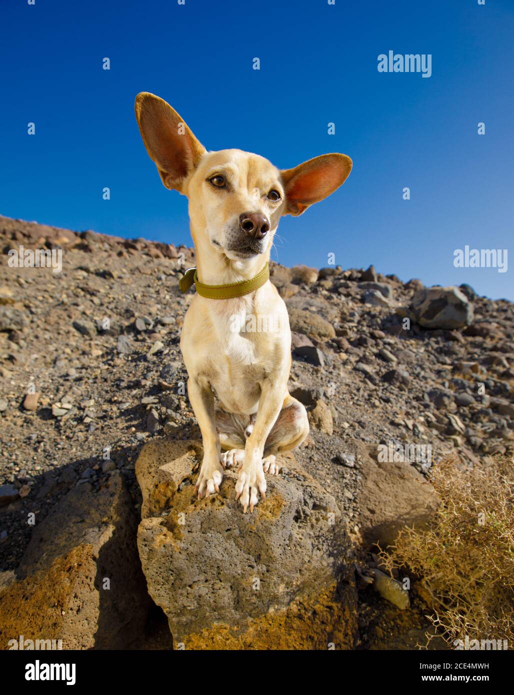 dog ready to go for a walk Stock Photo - Alamy